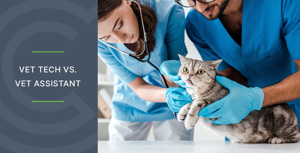 Vet Tech vs. Vet Assistant | Vet Technician